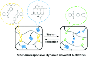 Dynamic covalent polymer networks with mechanical and mechanoresponsive ...