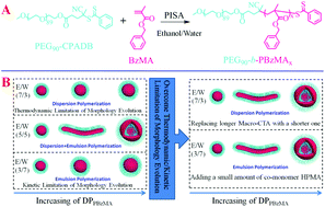 Influence of solvent on the RAFT-mediated polymerization of benzyl ...
