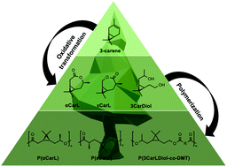 Polyester synthesis based on 3-carene as renewable feedstock - Polymer ...