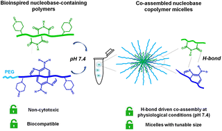 Supramolecular co-assembly of water-soluble nucleobase-containing ...