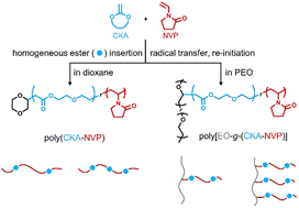 Mechanistic investigation of cyclic ketene acetal radical ring-opening ...