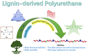 Polyurethanes based on lignin-derived metabolic intermediate with ...