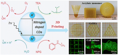 Nitrogen-doped carbon dots as visible light initiators for 3D (bio)printing - Polymer Chemistry ...