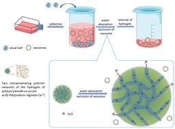 A facile method based on a superabsorbent polymer composite for ...