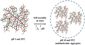 Thermo- and pH-responsive poly[(diethylene glycol methyl ether ...