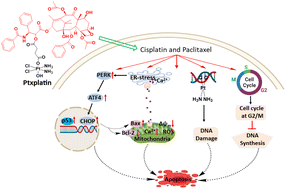 Ptxplatin: a multifunctional Pt(iv) antitumor prodrug - Inorganic ...