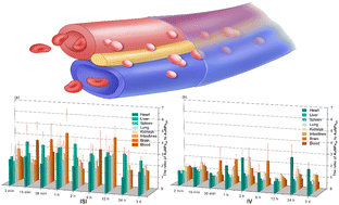 Particle-size-dependent biological distribution of gold nanoparticles ...