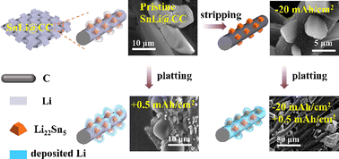 Regulating Li nucleation/deposition by bamboo-shoot like lithiophilic ...