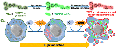 Photoactivatable tandem fluorescence imaging of organelles and their ...