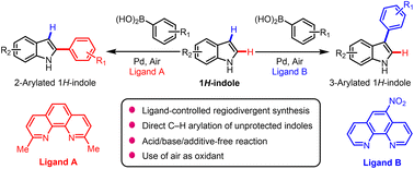Ligand-controlled regiodivergent direct arylation of indoles via oxidative boron Heck reaction ...
