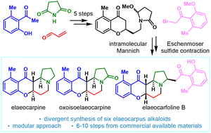 A modular and divergent approach for the total synthesis of Elaeocarpus ...