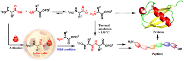 Active ester-based peptide bond formation and its application in ...