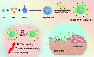 Construction and evaluation of detachable bone-targeting MOF carriers ...