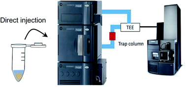 Trap column-based intact mass spectrometry for rapid and accurate ...