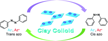 Impacts of negatively charged colloidal clay particles on ...