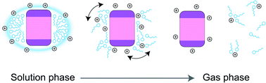 Electrospray ionization of native membrane proteins proceeds via a ...
