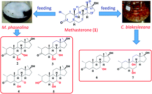Structural transformation of methasterone with Cunninghamella ...