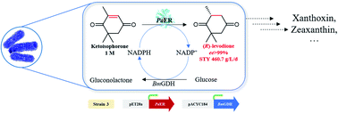 Identification of a novel ene reductase from Pichia angusta with ...