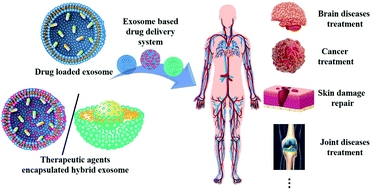 Exosome-based drug delivery systems and their therapeutic applications ...