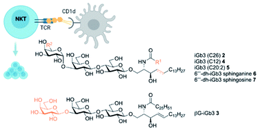 The NKT cell TCR repertoire can accommodate structural modifications to ...