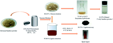 Enhancing the potential production of bioethanol with bamboo by γ ...