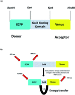 Real time optical detection of gold in living cells through genetically ...