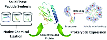 Synthesis of the extracellular domain of GLP-1R by chemical and ...