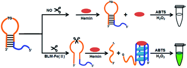 Target-induced activation of DNAzyme for highly sensitive colorimetric ...