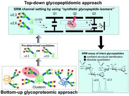 Selective reaction monitoring approach using structure-defined ...