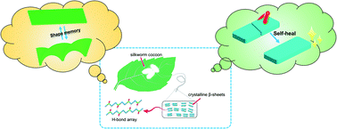 A stretchable and healable elastomer with shape memory capability based ...