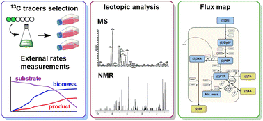 Metabolic flux analysis: a comprehensive review on sample preparation ...