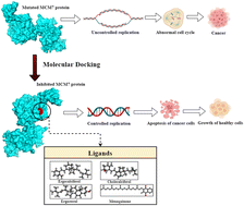In silico investigation of the role of vitamins in cancer therapy ...