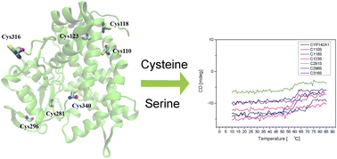 Mycobacterium Tuberculosis Structure And Function