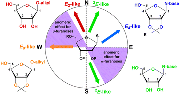 Characteristic 1H NMR spectra of β-d-ribofuranosides and ...