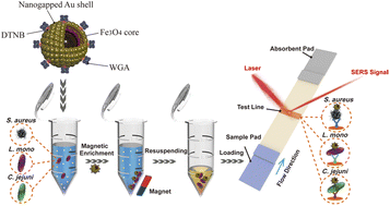 Universal and ultrasensitive detection of foodborne bacteria on a ...
