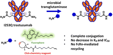 Tag-free, specific conjugation of glycosylated IgG1 antibodies using ...