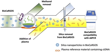 Enhancing the compatibility of BioCaRGOS silica sol-gel technology with ...