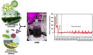 Photo fermentative biohydrogen production potential using microalgae ...