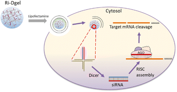 RNA–DNA hybrid nano-materials for highly efficient and long lasting RNA ...