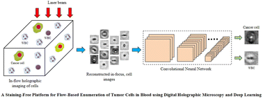 Deep learning assisted holography microscopy for in-flow enumeration of tumor cells in blood ...
