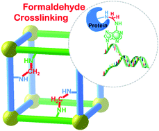 Biomimetic mimicry of formaldehyde-induced DNA–protein crosslinks in the confined space of a ...