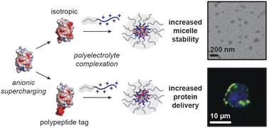 Protein charge parameters that influence stability and cellular ...