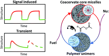 Fuel-driven macromolecular coacervation in complex coacervate core ...