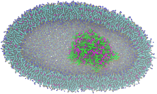 Capturing coacervate formation and protein partition by molecular ...