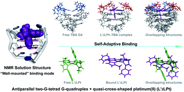 Solution structure of a thrombin binding aptamer complex with a non ...