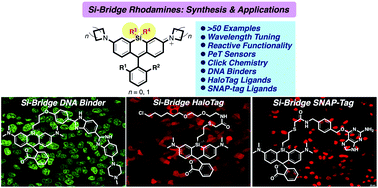 Silicon functionalization expands the repertoire of Si-rhodamine ...