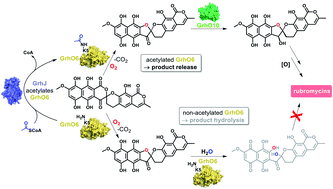 An acetyltransferase controls the metabolic flux in rubromycin ...