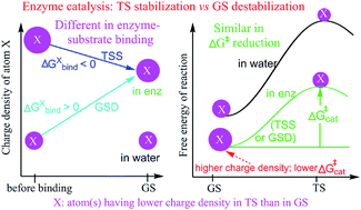 Key difference between transition state stabilization and ground state ...
