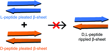 Enantiomeric β-sheet peptides from Aβ form homochiral pleated β-sheets ...