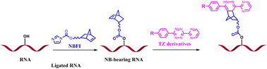 Norbornene-tetrazine ligation chemistry for controlling RNA-guided ...